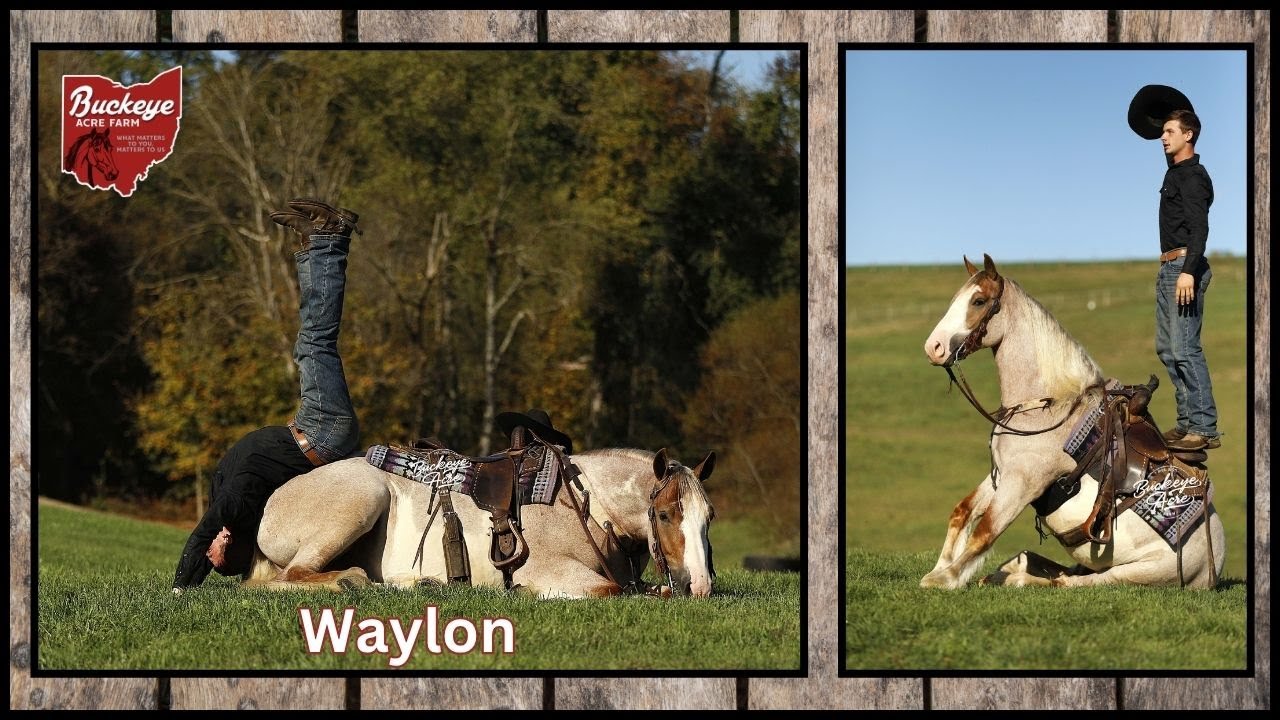 Waylon Wow, what a truly unique and eye-catching gelding we have to ...