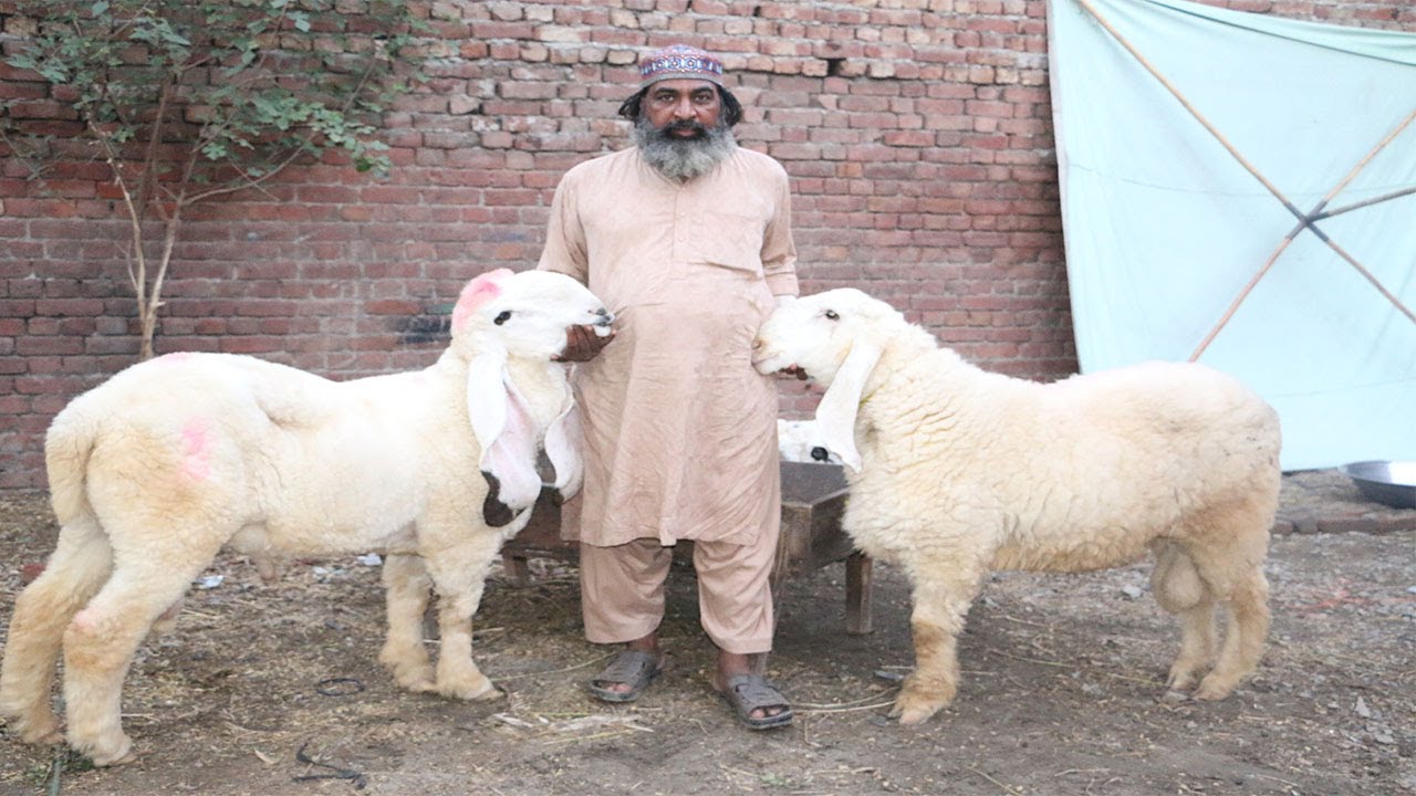 Kajlay Bakray Ki Video || Bakra Mandi Pakistan || Bakra Eid 2021 - YouTube