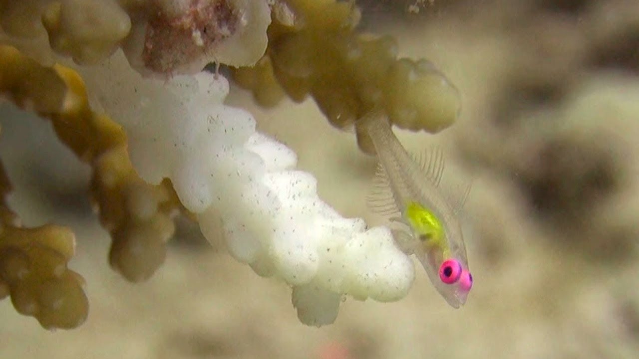 Coral reef of the Red Sea - Redeye Goby pt.2 - YouTube
