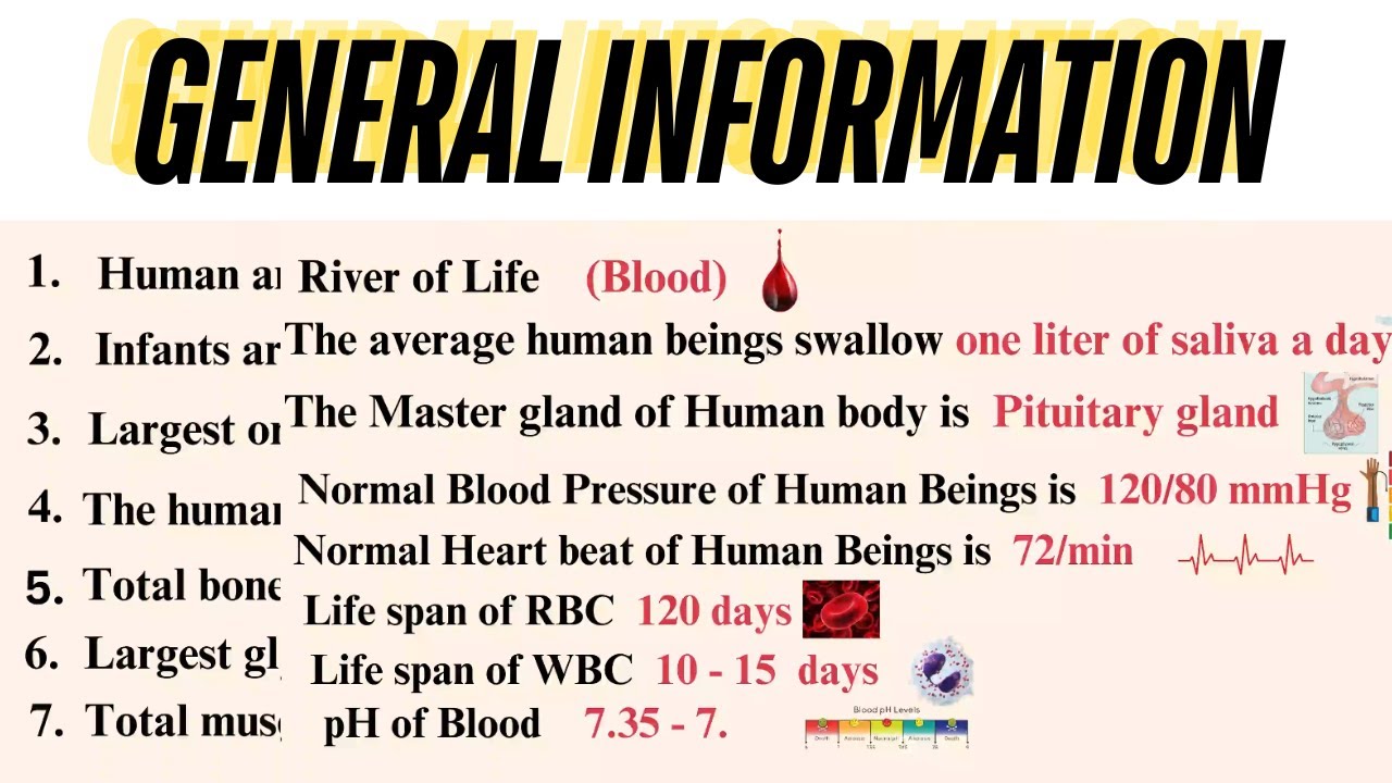 Human Body General Information // Human Anatomy - YouTube