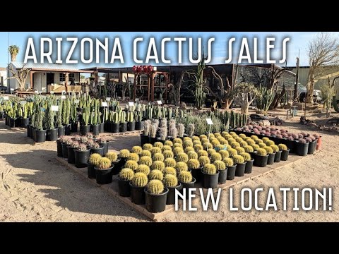 Arizona Cactus Sales | New nursery location tour! | Chandler, AZ - YouTube