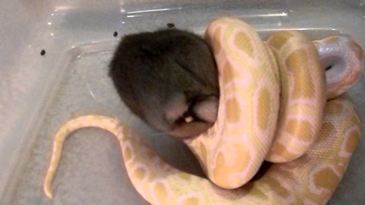 My Albino Burmese Python attacking!! - YouTube