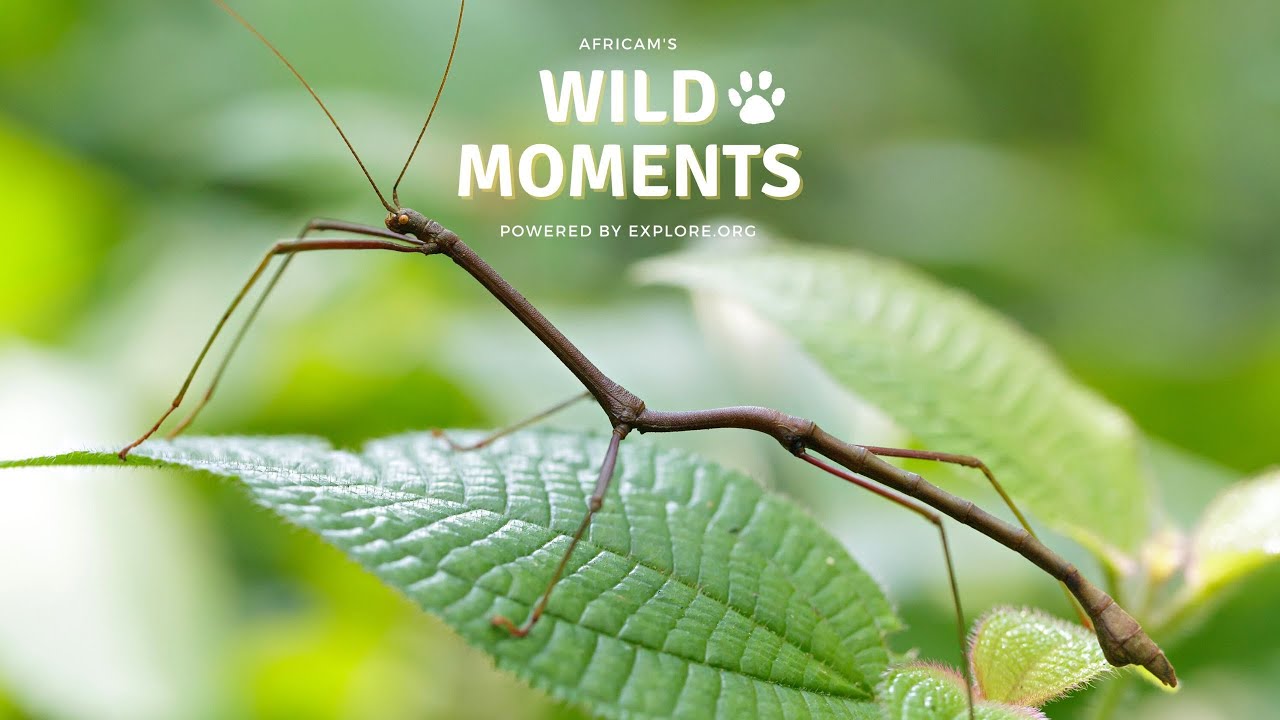 Interesting Insects | Wild Moments - YouTube