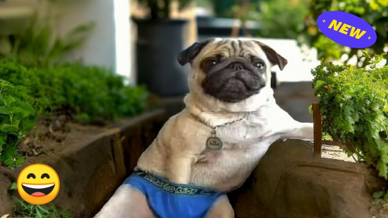️The Funniest Dog Moments 😂Try Not to Laugh at These Funny Dogs😂 - YouTube