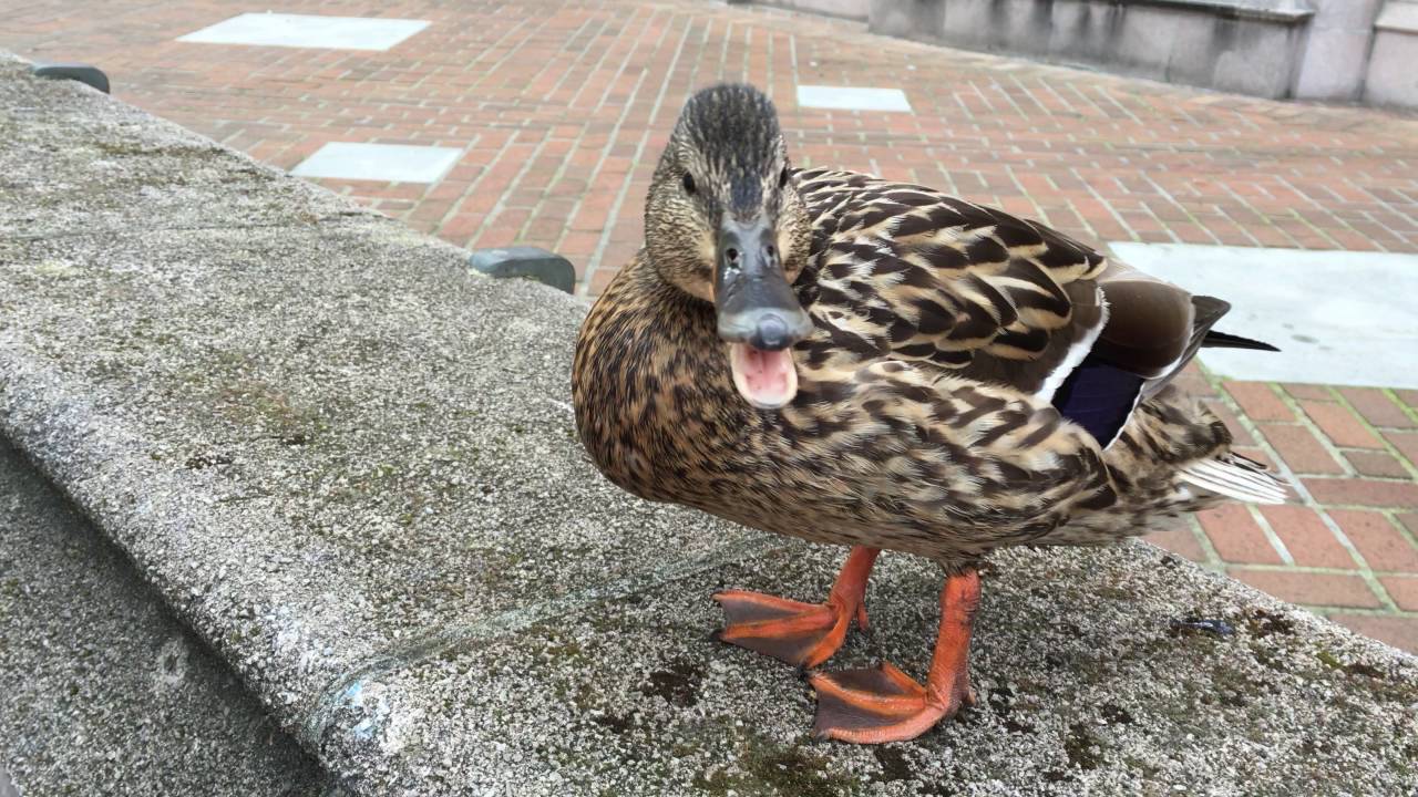 Adorable duck begging for my pulled pork - YouTube