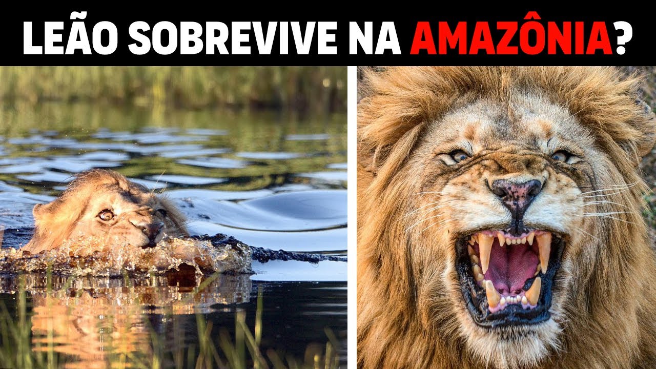 Leão - LEÕES SOBREVIVERIAM NA AMAZÔNIA? - YouTube