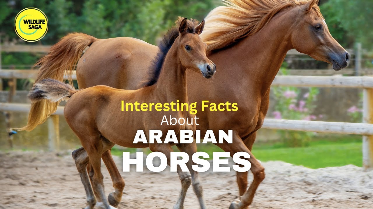 Interesting Facts About Arabian Horses #shorts - YouTube
