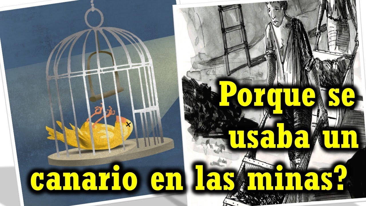 CANARIOS EN LAS MINAS, ¿PORQUE SE USABA? - YouTube
