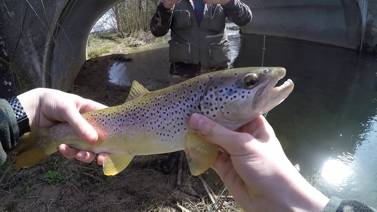 ÉNORME TRUITE SAUVAGE (40+) EN CÔTE D'OR - YouTube