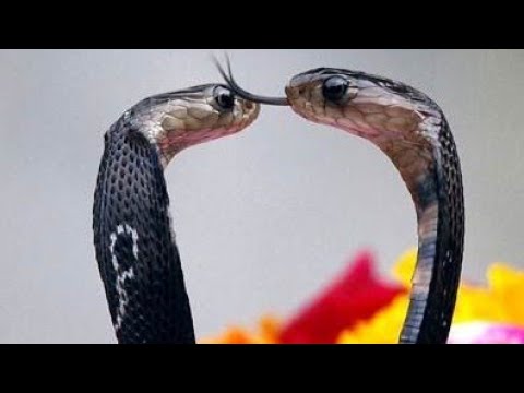 King Cobra Dancing in the beat of Been of Sapera, Very Dangerous Snake ...