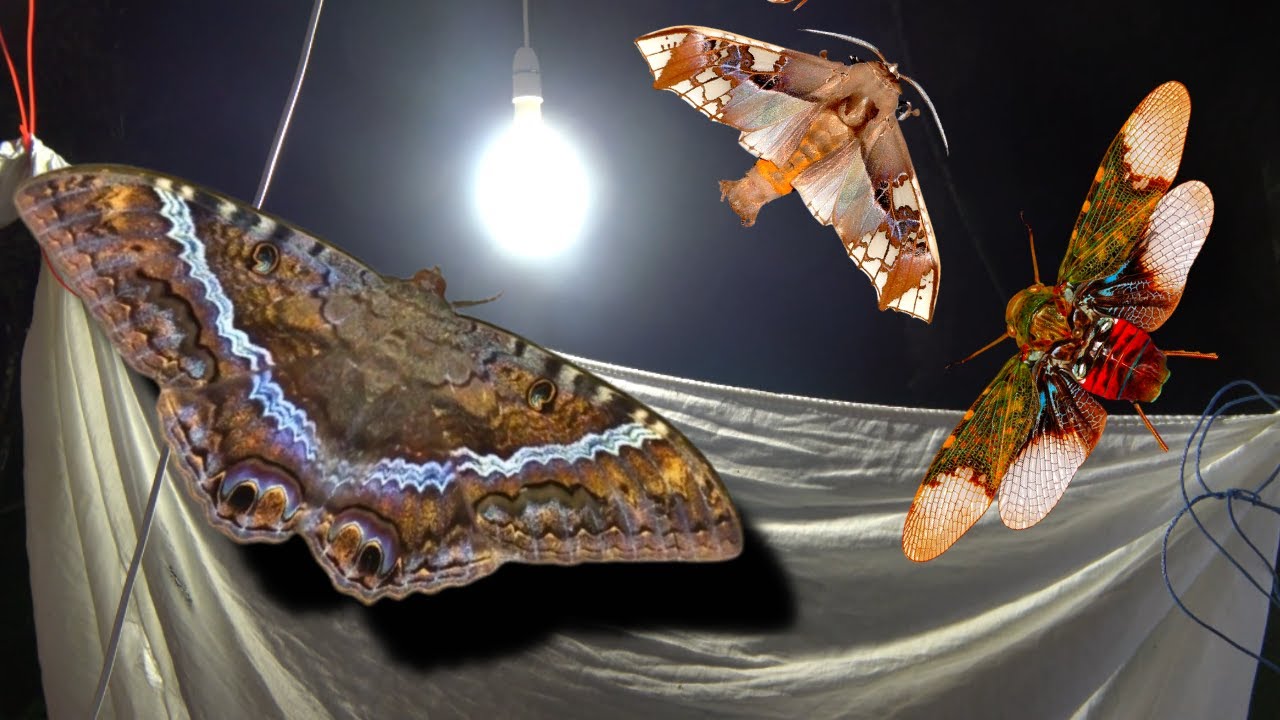 MOTH Light Trap attracts COOL Insects! [SE Brazil] - YouTube