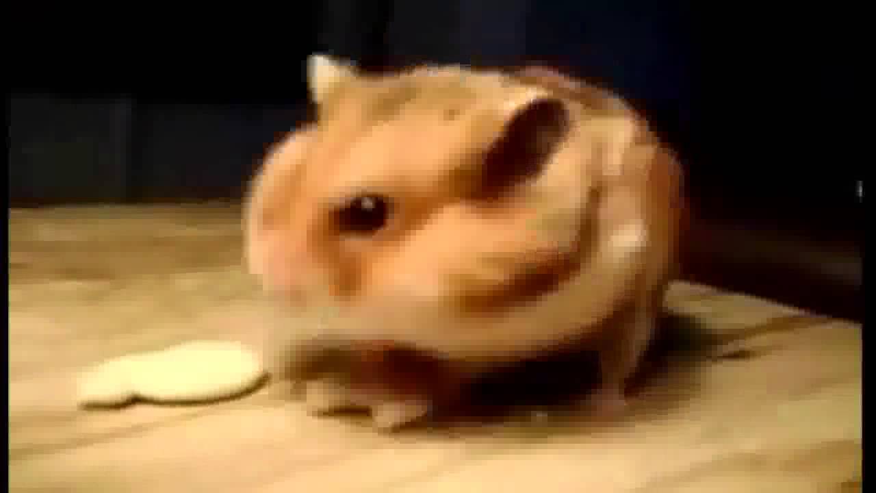 Lustig Gewagte Hamster Lustigen Tier-Zusammenstellung 2014 - YouTube
