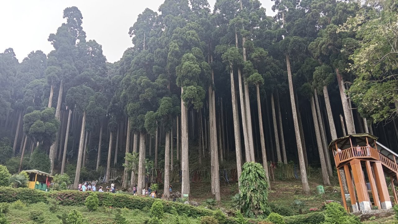 A short trip of Tinchule,takda a Village of darjeeling - YouTube