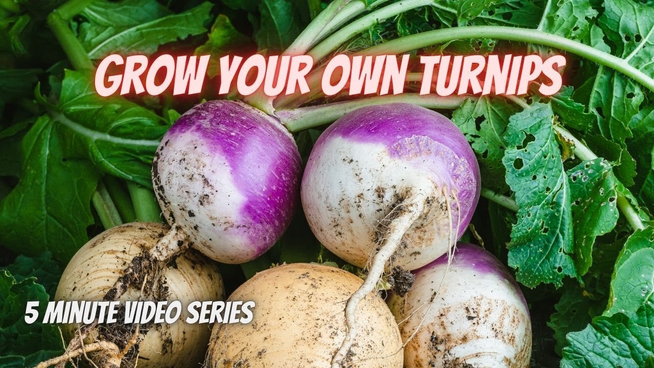 Tuesday Growing Tip: How to Grow Turnips || DHBG - YouTube