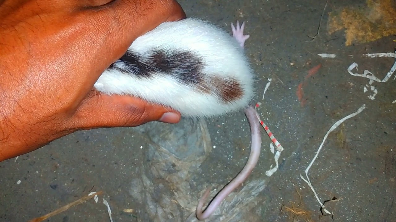How to know your albino Rat is Pregnant / breeding & birth some cute ...