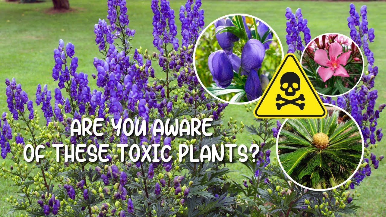 Dangerous Nursery Plants : Know What to Avoid! - YouTube