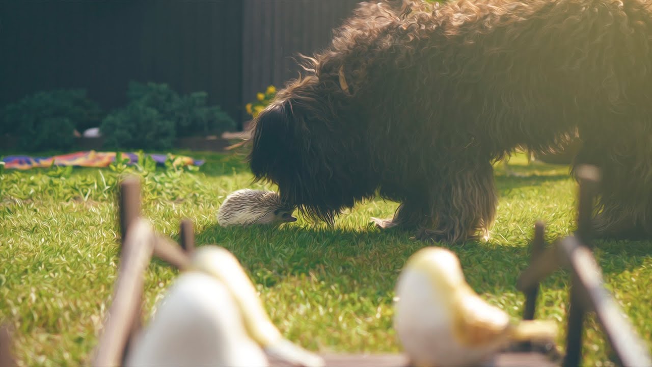 😍Wilson and doggy friend (Episode #5)😍 - YouTube