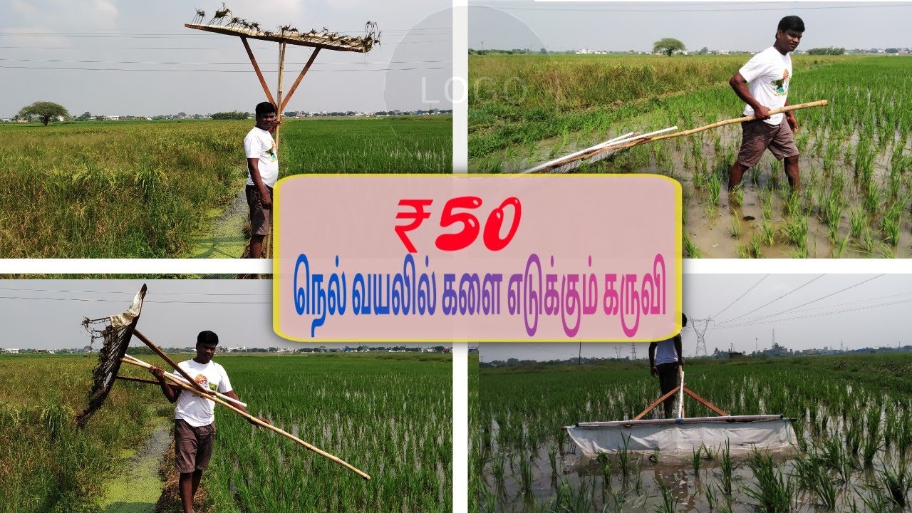 குறைவான செலவில் ₹50 நெல் வயலில் களை எடுக்கும் கருவி|Low cost paddy ...