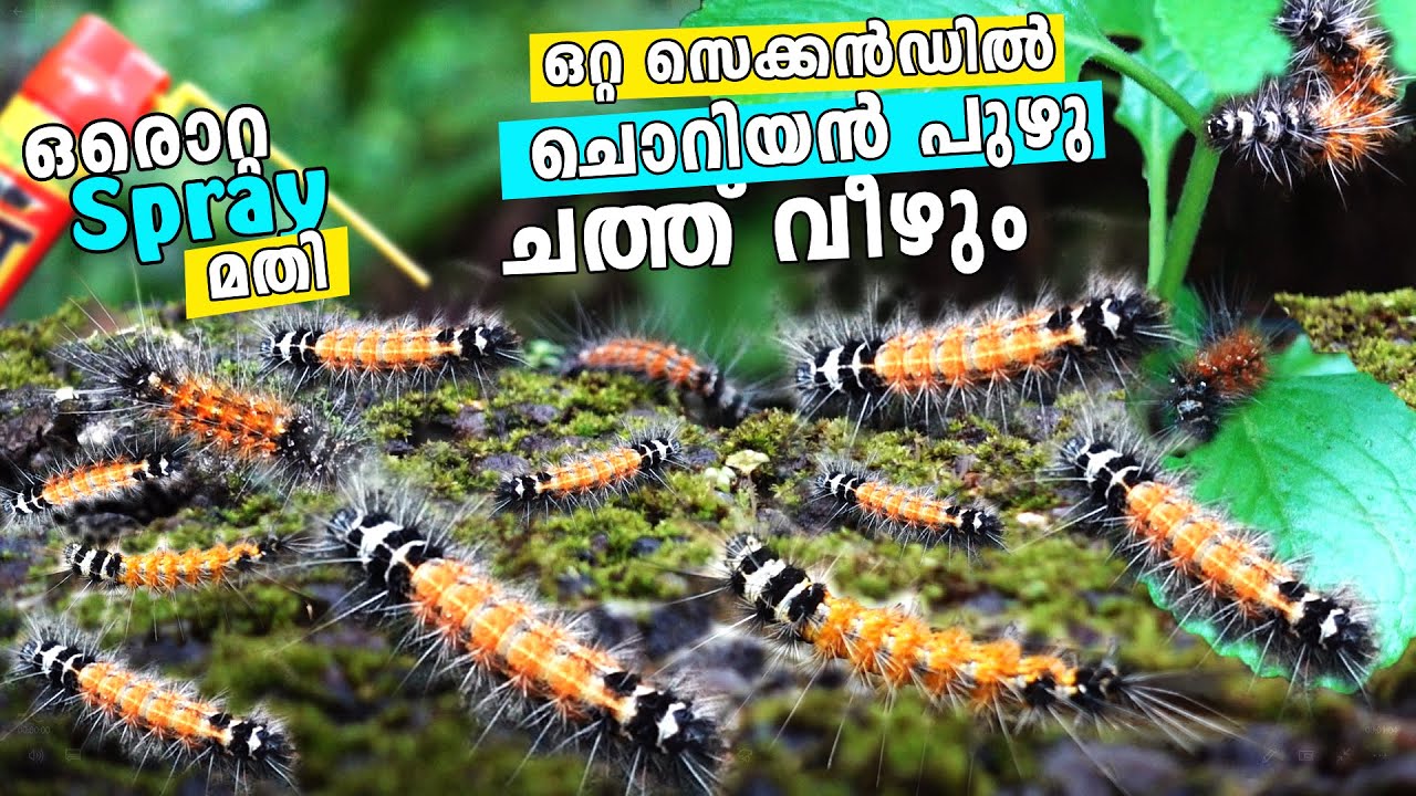 മഴക്കാലത്ത് കൂട്ടത്തോടെ വരുന്ന ഈ പുഴുക്കളെ കൊല്ലാൻ ഒറ്റ സ്പ്രൈ മതി ...
