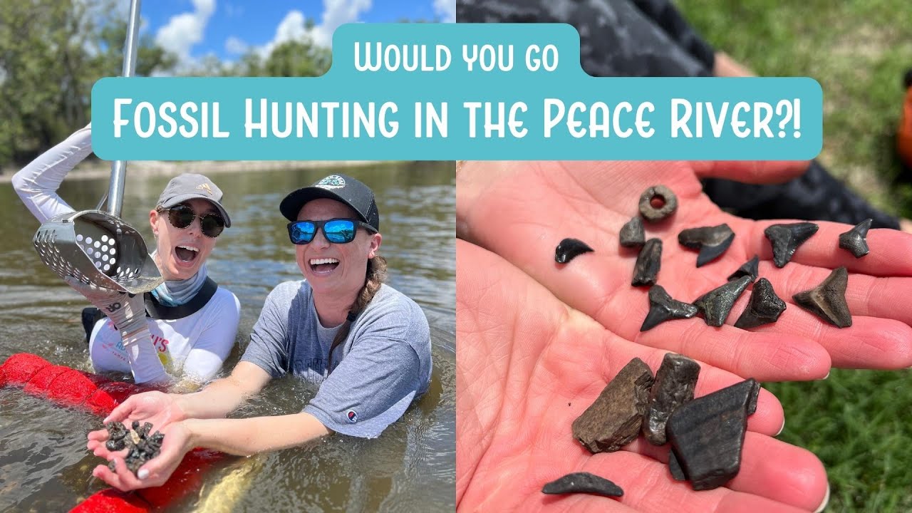 FOSSIL HUNTING in the PEACE RIVER! WE FOUND SHARK TEETH! | Arcadia ...