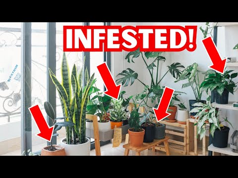 How To Get Rid Of Bugs In Outdoor Potted Plants