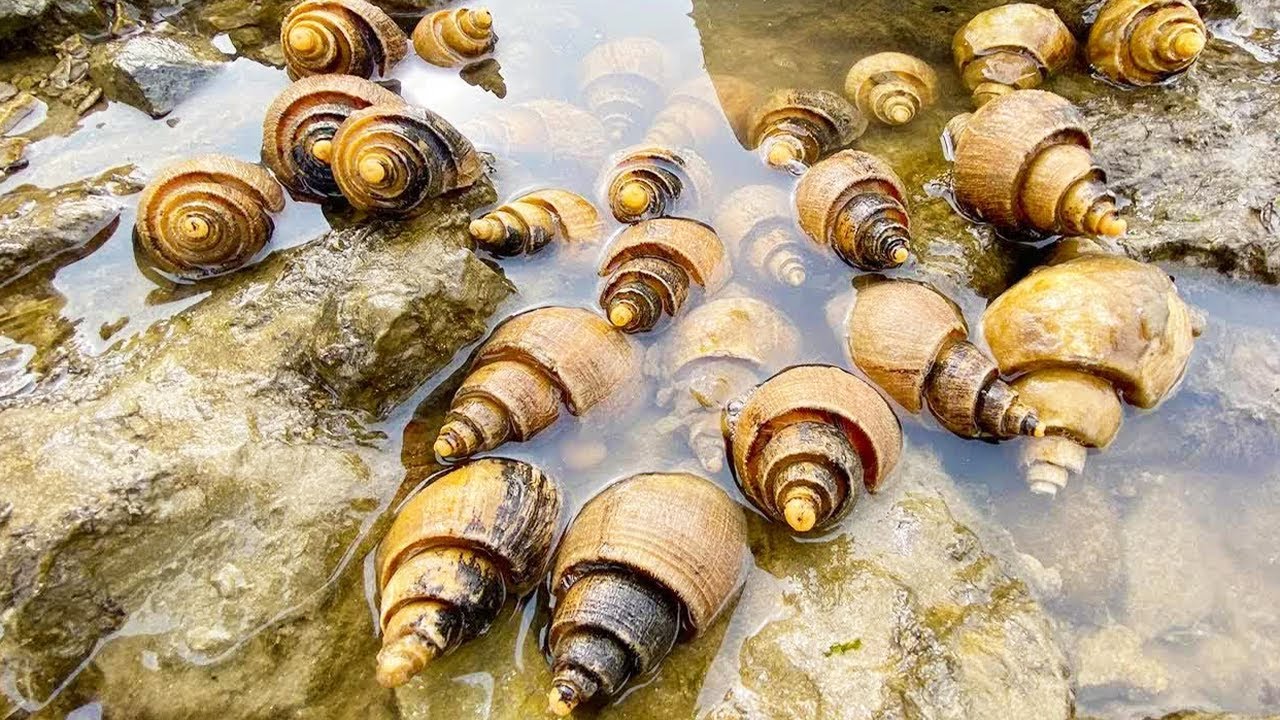 Large snails & colorful shells are everywhere, 5 large snails are so ...