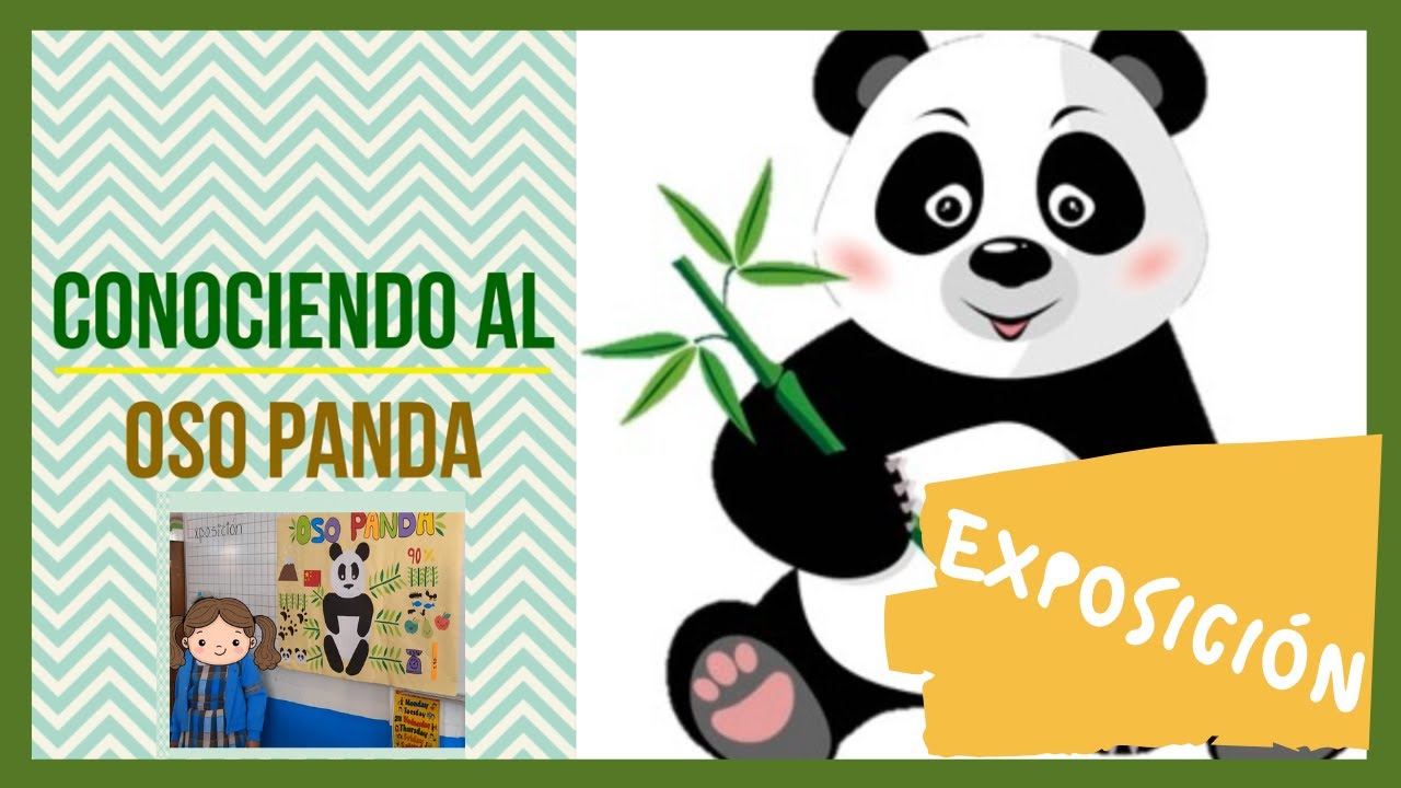 🐼Conociendo al OSOS PANDA | Exposición l Animal en peligro de extinción ...