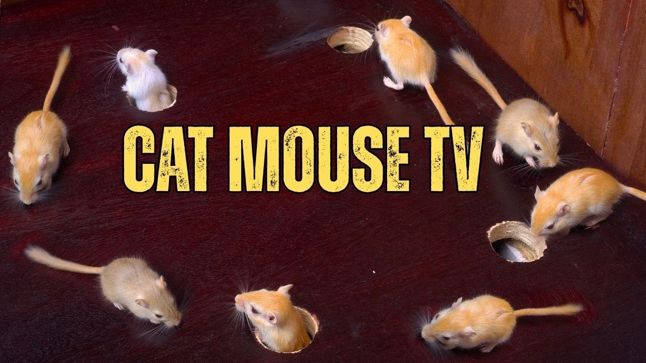 Cat TV 🐾 Mice Hide & Seek, Popping Fun & Play for cats to watch | Best ...