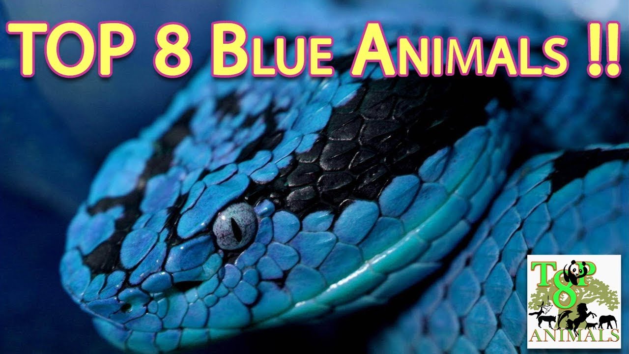 Top 8 Blue Animals ! - YouTube
