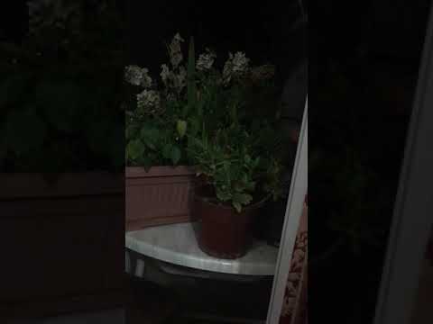 Dilek Eker - Meni axtar darixanda