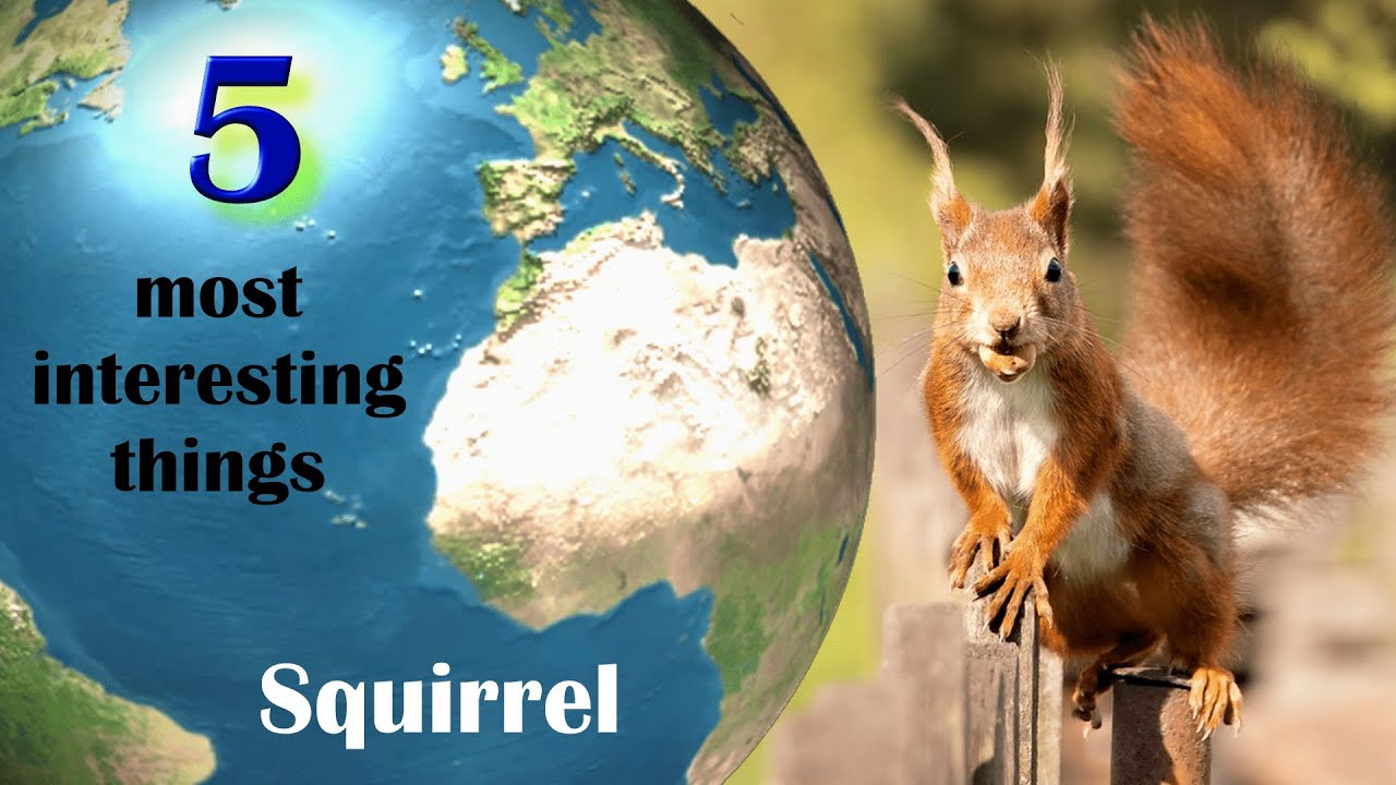 Squirrel - 5 most interesting things - YouTube