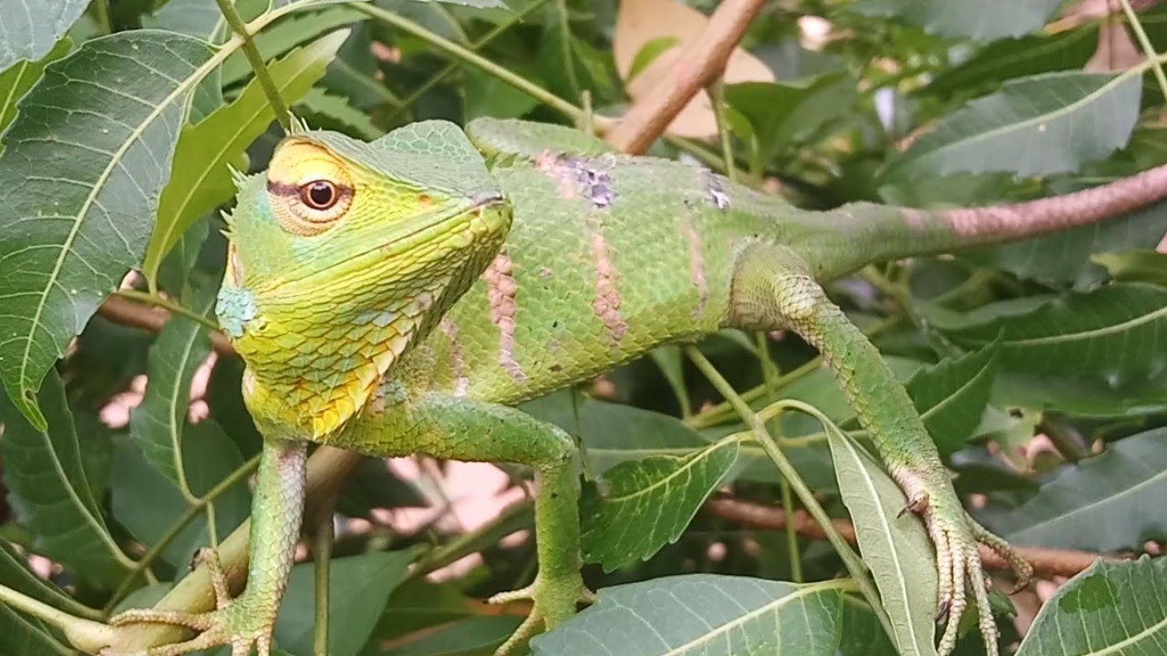 Green Garden Lizard (Katussa in Sinhala) - YouTube