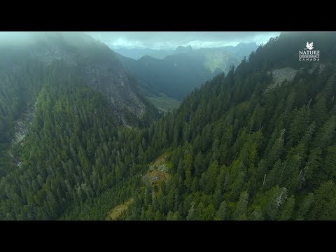 Celebrating National Forest Week 🌲 - YouTube