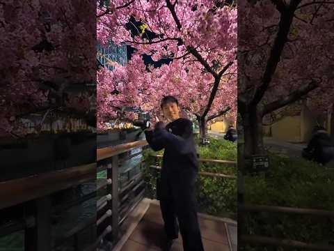 Cherry blossoms in Japan|| Cherry blossom||Sakura #cherryblossom #sakura#japan#cherry#shorts#nature