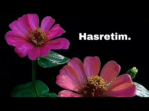 Hasretim.  İnsanın içine işliyor. Çok duygusal  bağlamalı fon müziği. Telifsiz.
