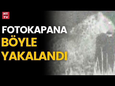 Nesli tükenme tehlikesi altındaki leopar Doğu Anadolu'da görüntülendi