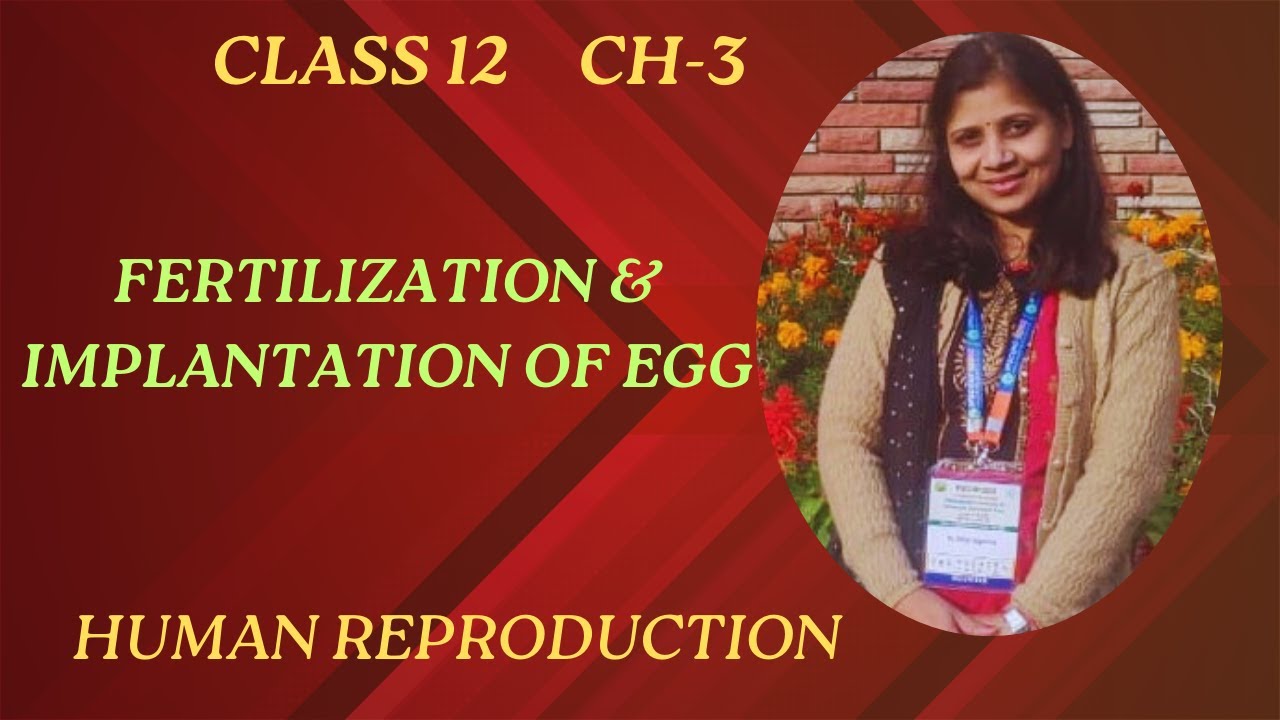 Fertilization and implantation of egg: Human Reproduction, CBSE Class ...