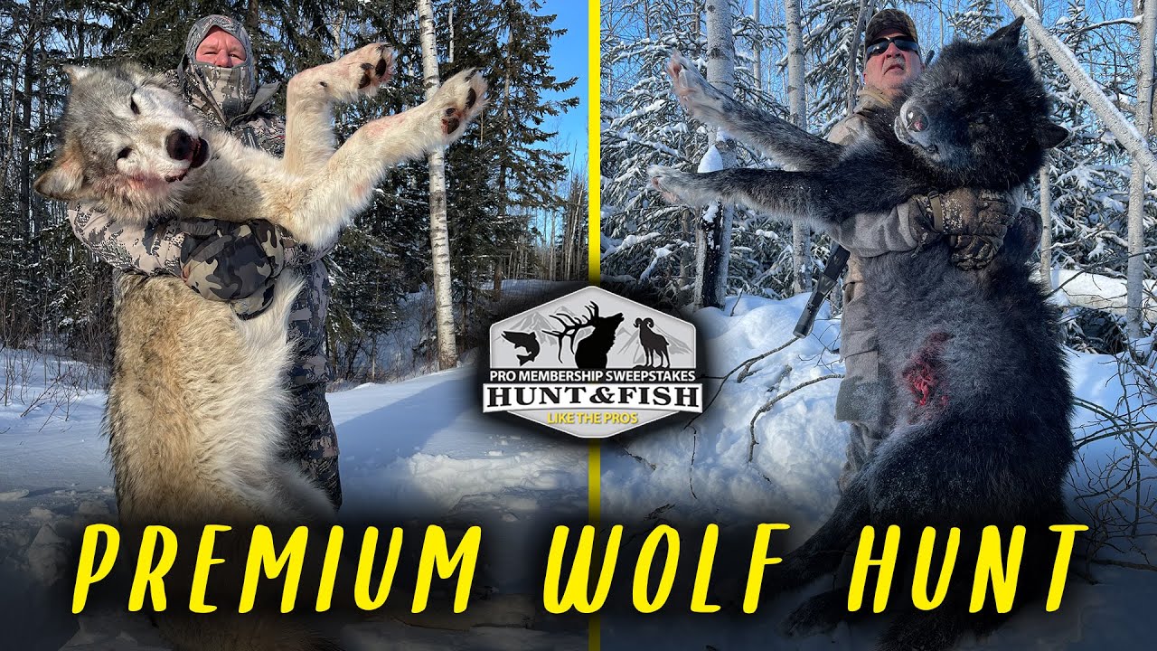Pro Membership Sweepstakes Drawing for Premium Wolf Hunt - YouTube