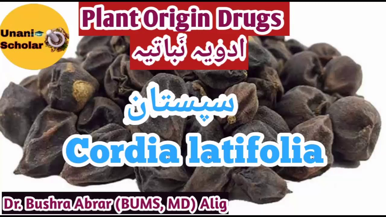 Sapistan / سپستان, Cordia latifolia, Plant Origin Drug, Mufradat ...