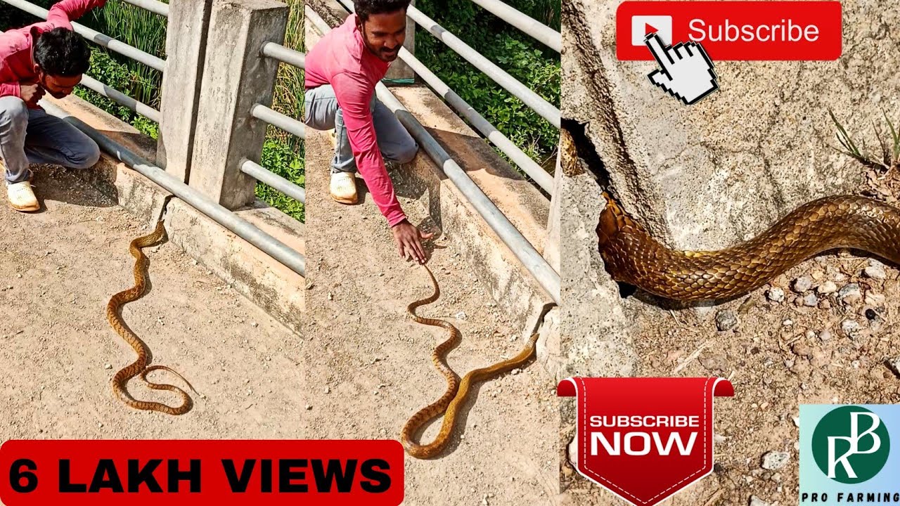 Snake🐍🐍 catching frog 🐸 || close up view in my village.😳😳 - YouTube