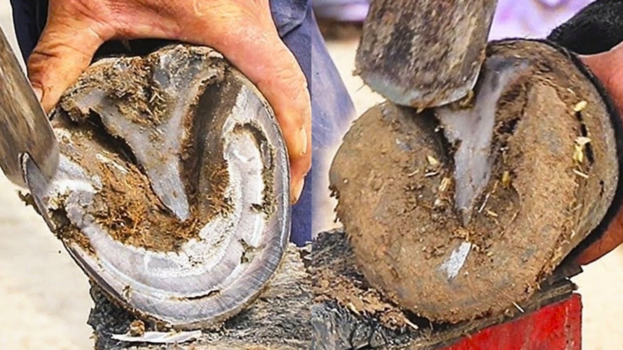 The Lame Donkey's Disease Is That There Is A Big Hole In The Center Of ...