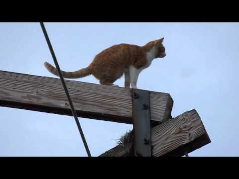Cat Up A Pole - YouTube