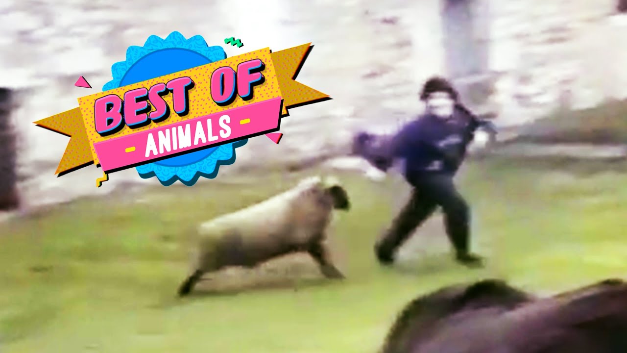 Best of AFV! | Part 71 | AFV Classics - YouTube