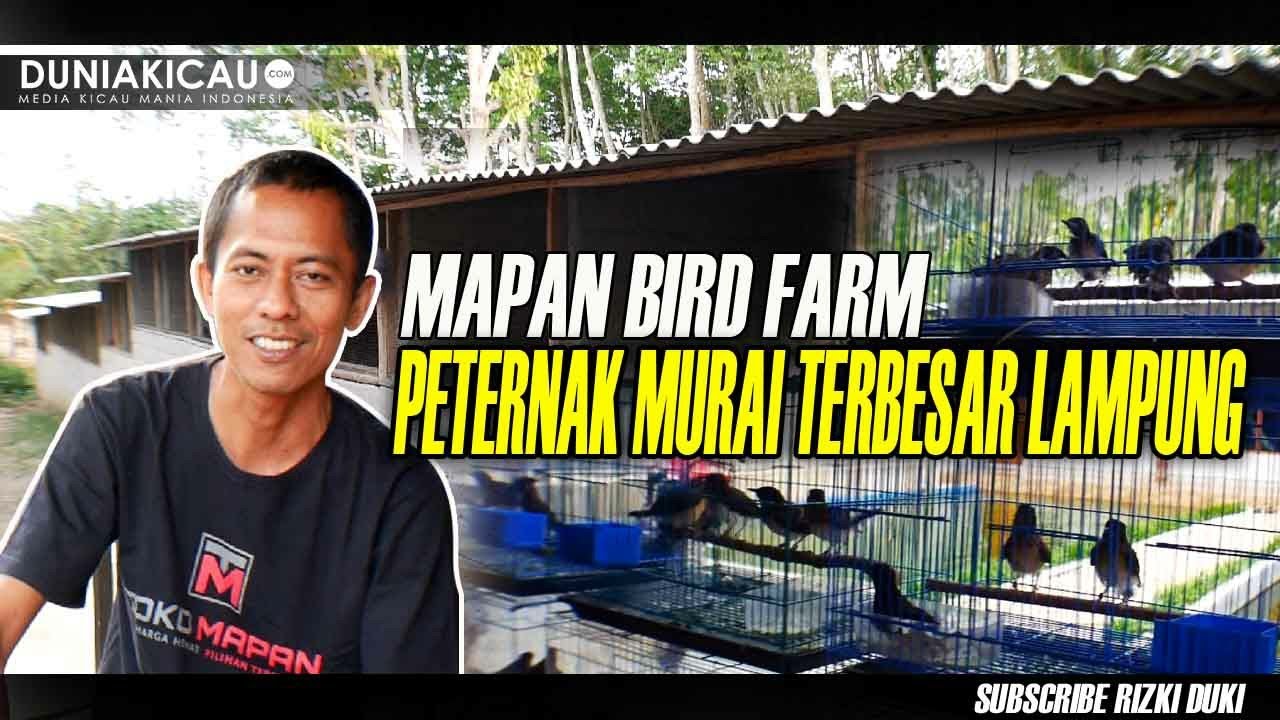 MAPAN BIRD FARM Peternak Murai terbesar di Lampung - YouTube
