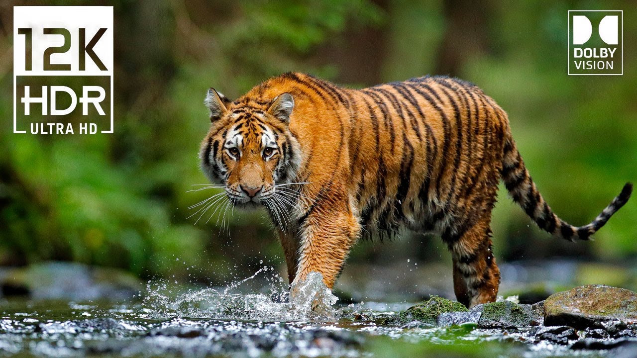 Immersive Nature Experience: 12K Ultra HD HDR Video Capturing the ...