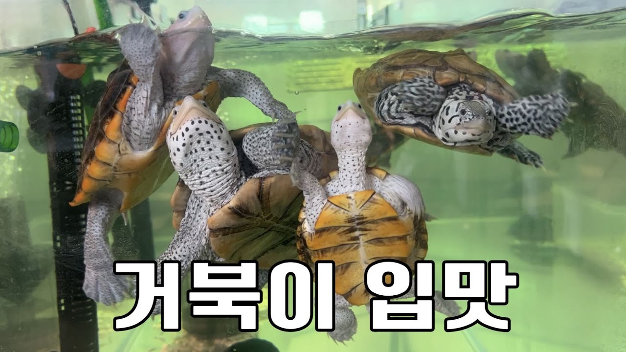 거북이가 난리난 살아있는 먹이는? │ What does TURTLES EAT ALIVE? - YouTube