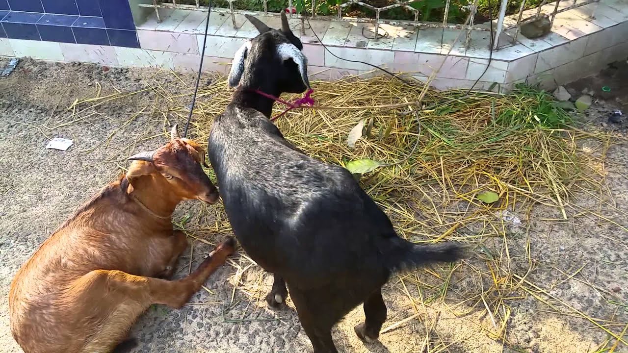 Sagol 2015 - YouTube