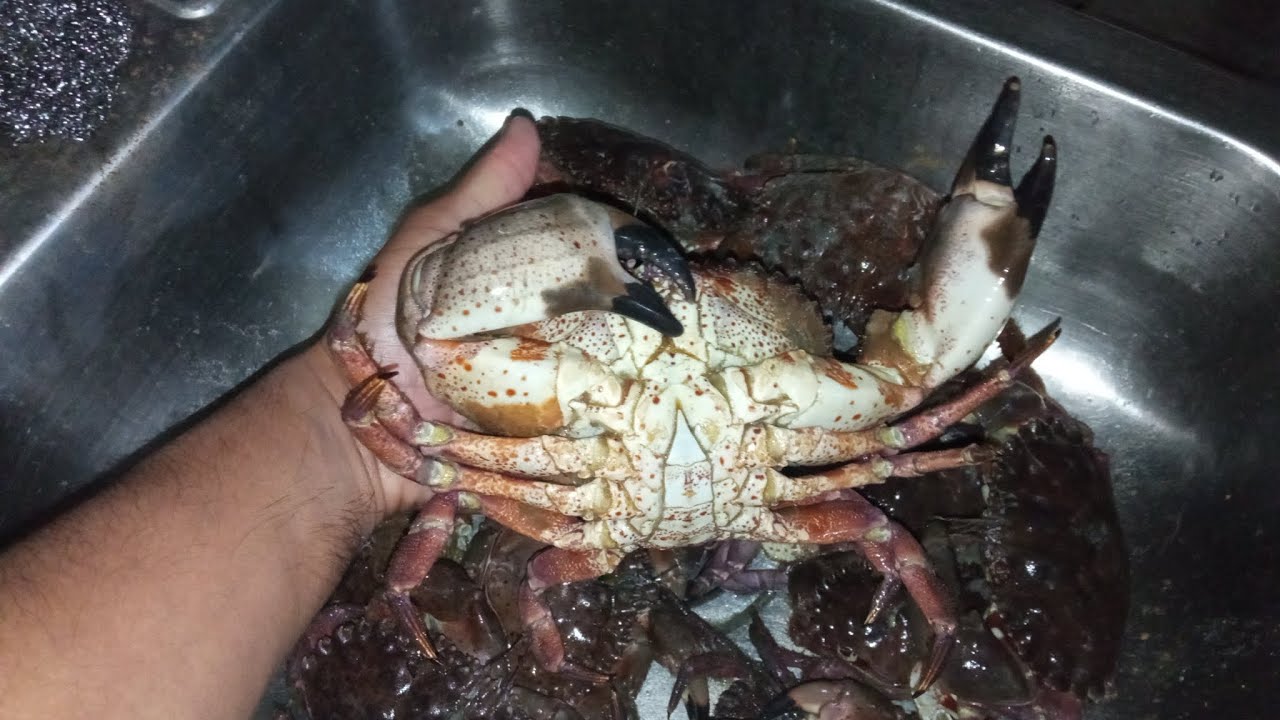 Capturando jaibas 🦀🦀 en marea baja, con el compita Noé - YouTube