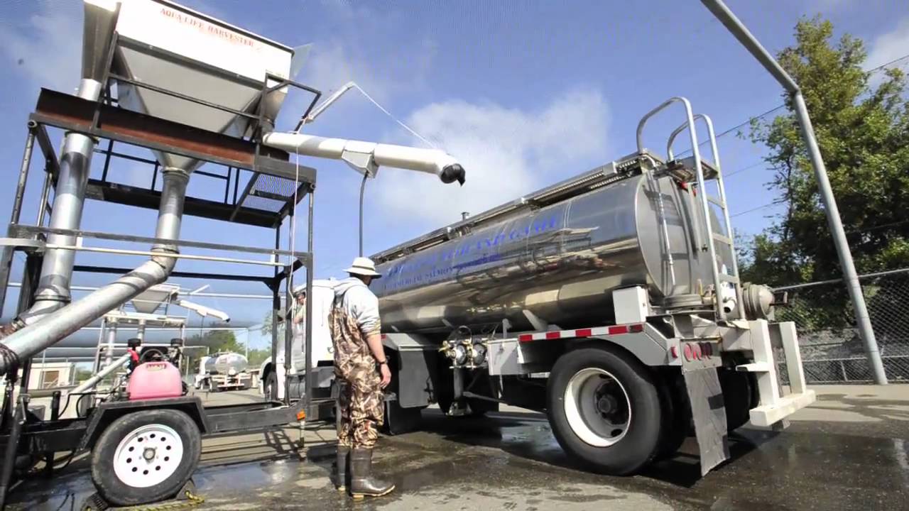Chinook salmon smolts from Mokelumne River released - YouTube