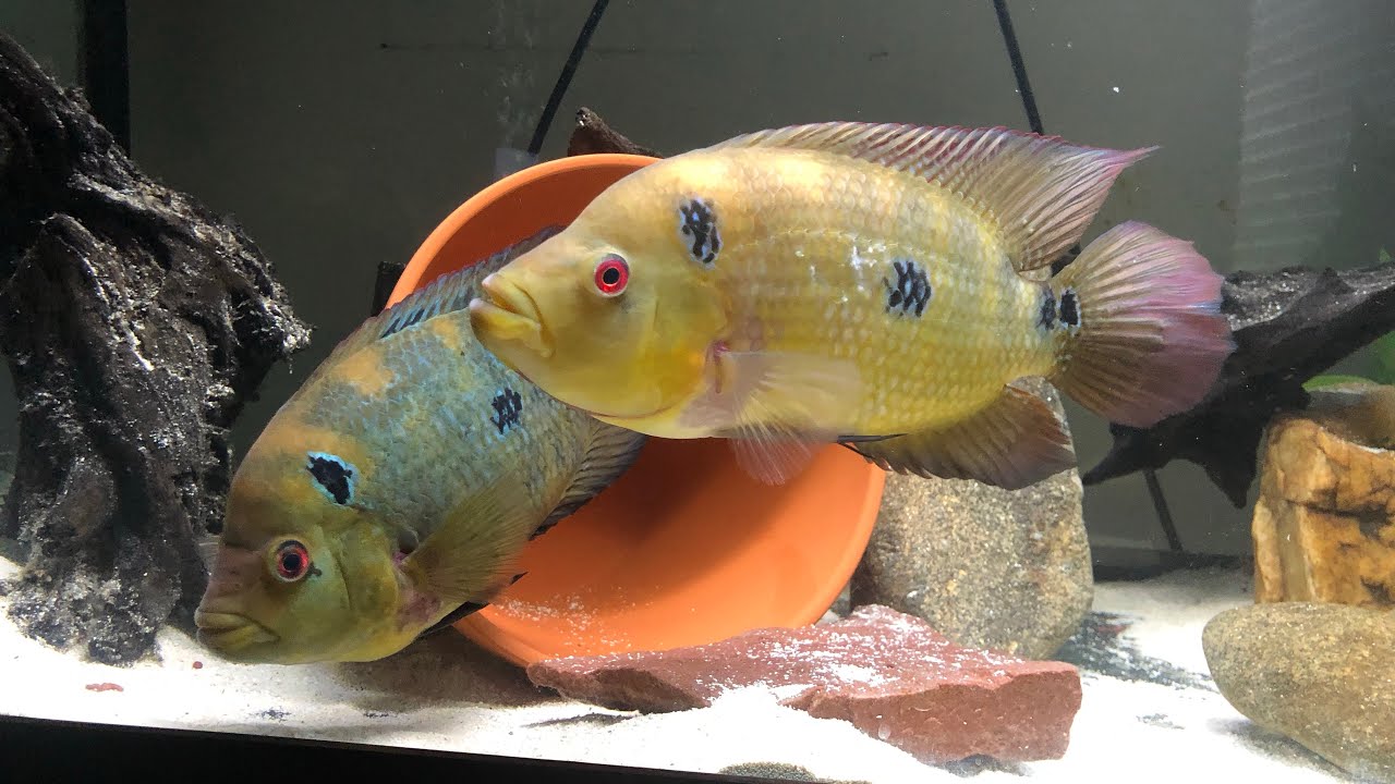 Trimac Cichlid Río Niltepec update. | #amphilophus - YouTube